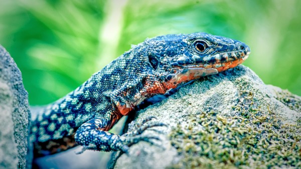 Blue Lizard Nature Wildlife Wallpaper - 3840x2160