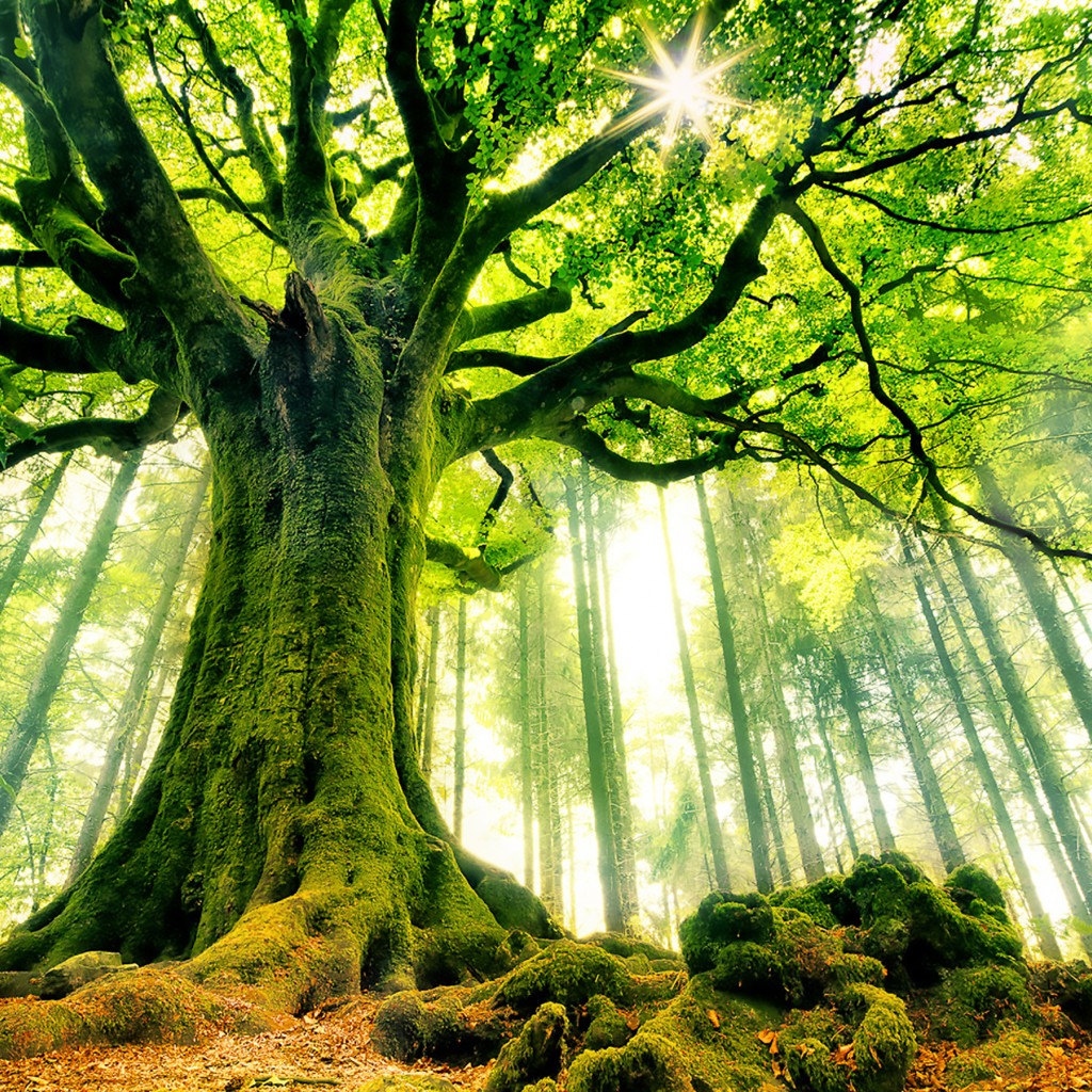 Legendary Ponthus Beech Tree Wallpaper - 1024x1024
