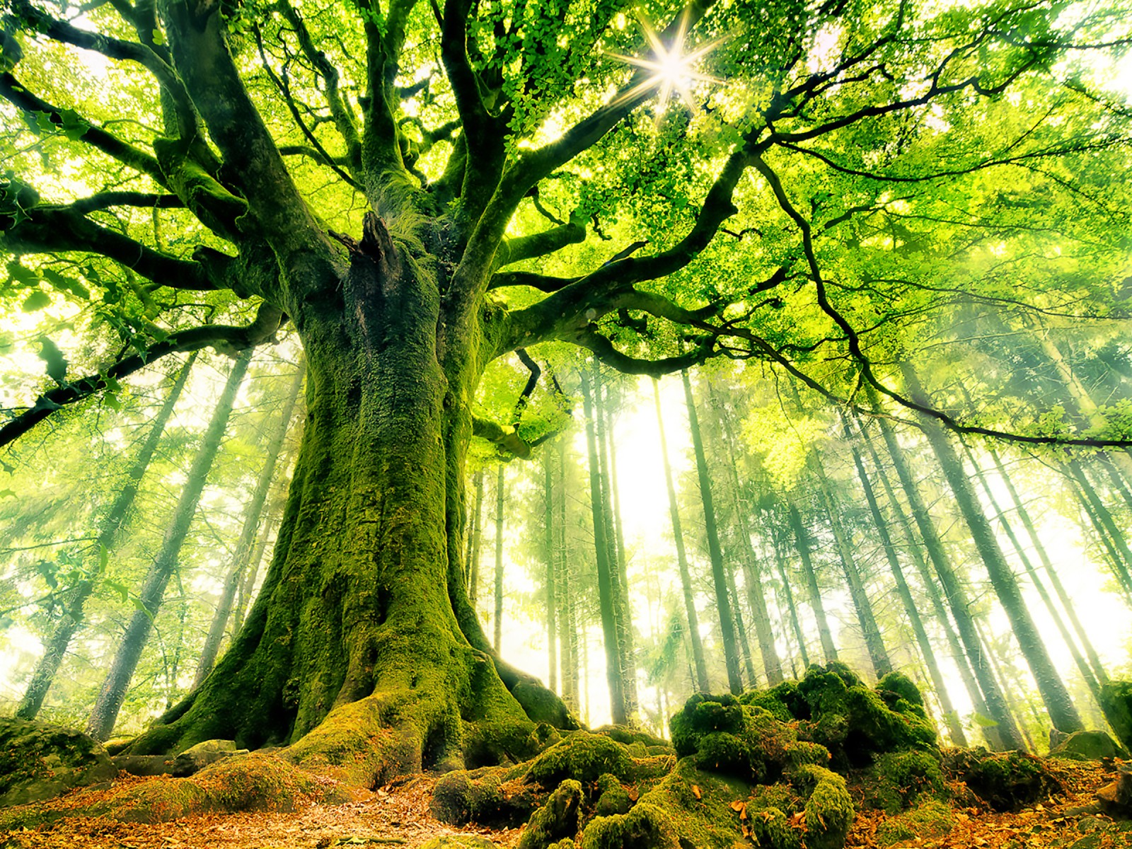 Legendary Ponthus Beech Tree Wallpaper - 1600x1200 Resolution