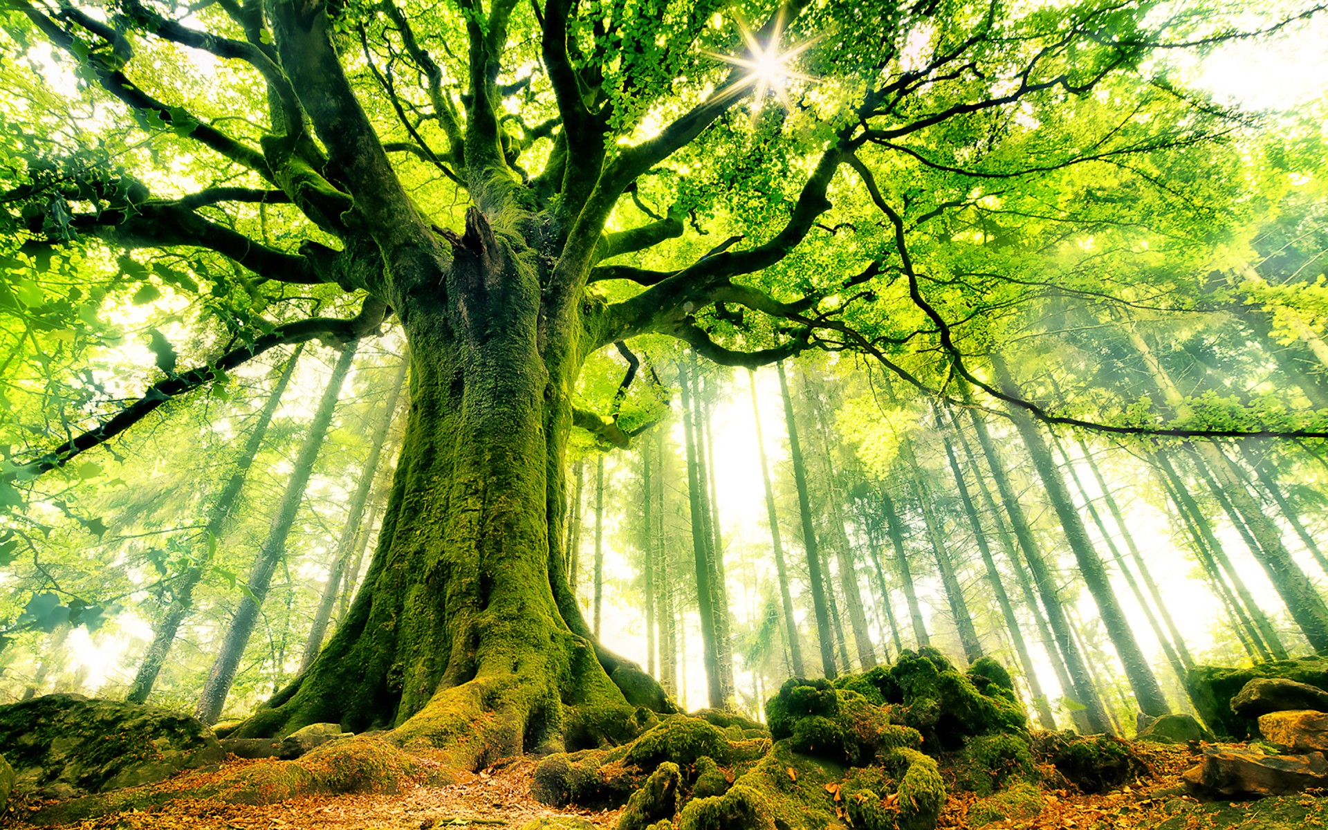 Legendary Ponthus Beech Tree Wallpaper - 1920x1200