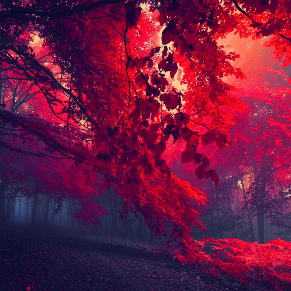 Beautiful Red Forest Wallpaper - 1024x1024 Resolution