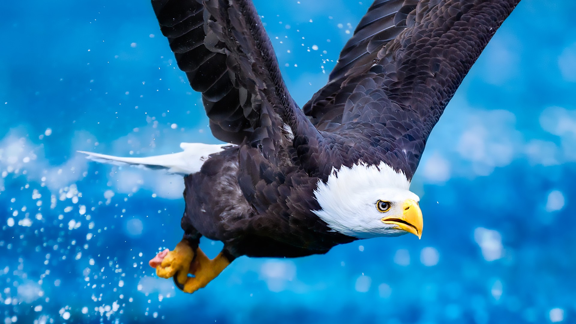Bald Eagle Flying Sky Wallpaper - 1920x1080 Resolution