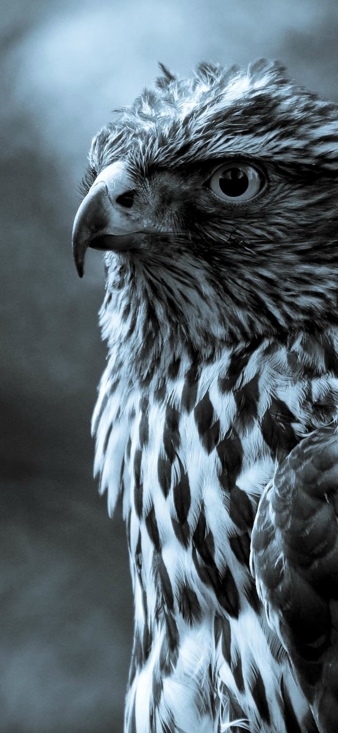 Night Eagle Eye Reflection Wallpaper - 1080x2340