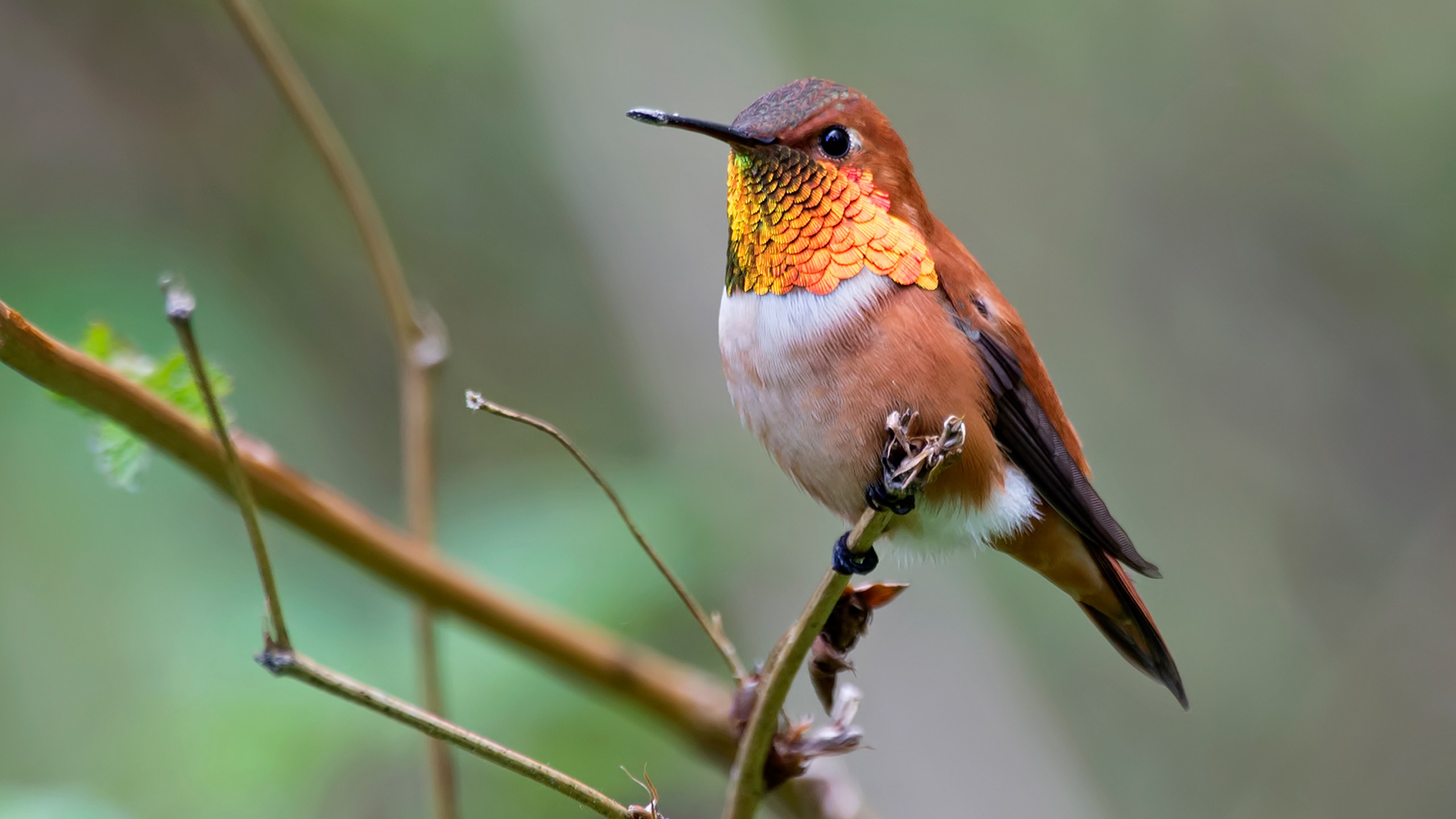 Golden Red Rufous Hummingbird Wallpaper - 2560x1440