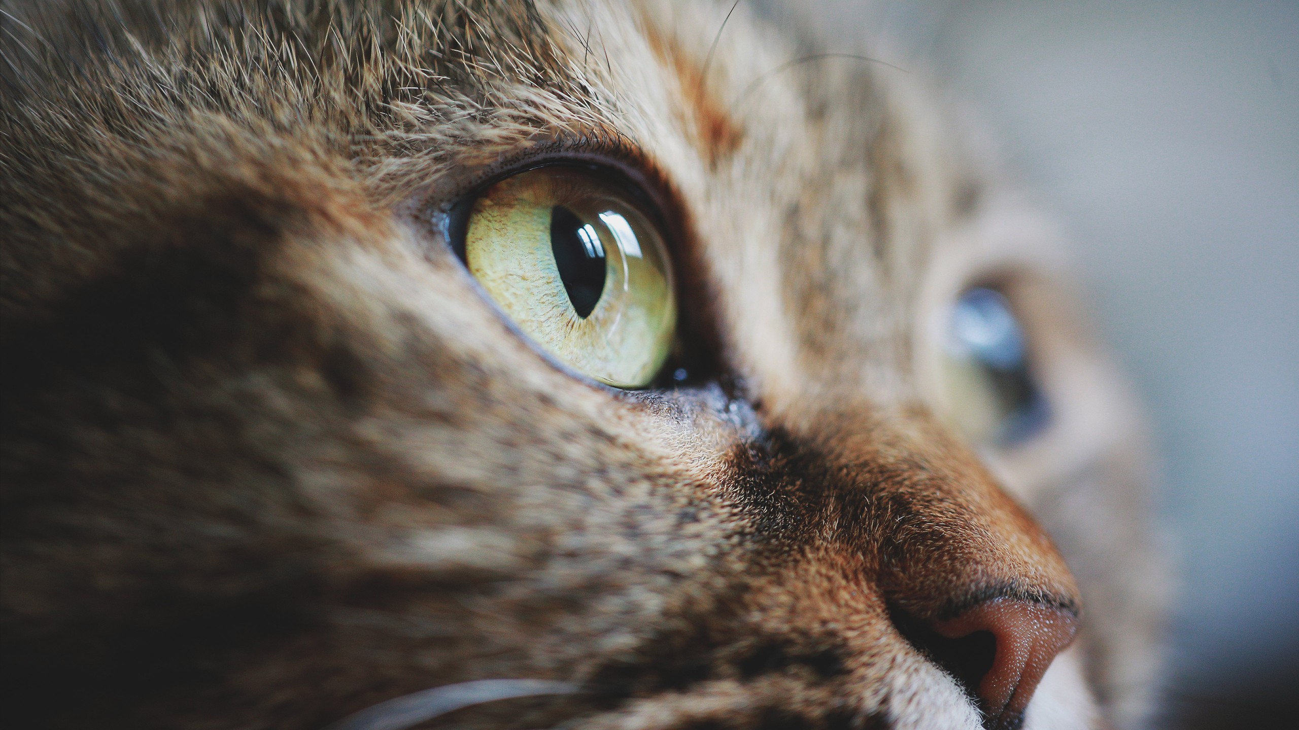 Cat Face Eye Macro Wallpaper - 2560x1440