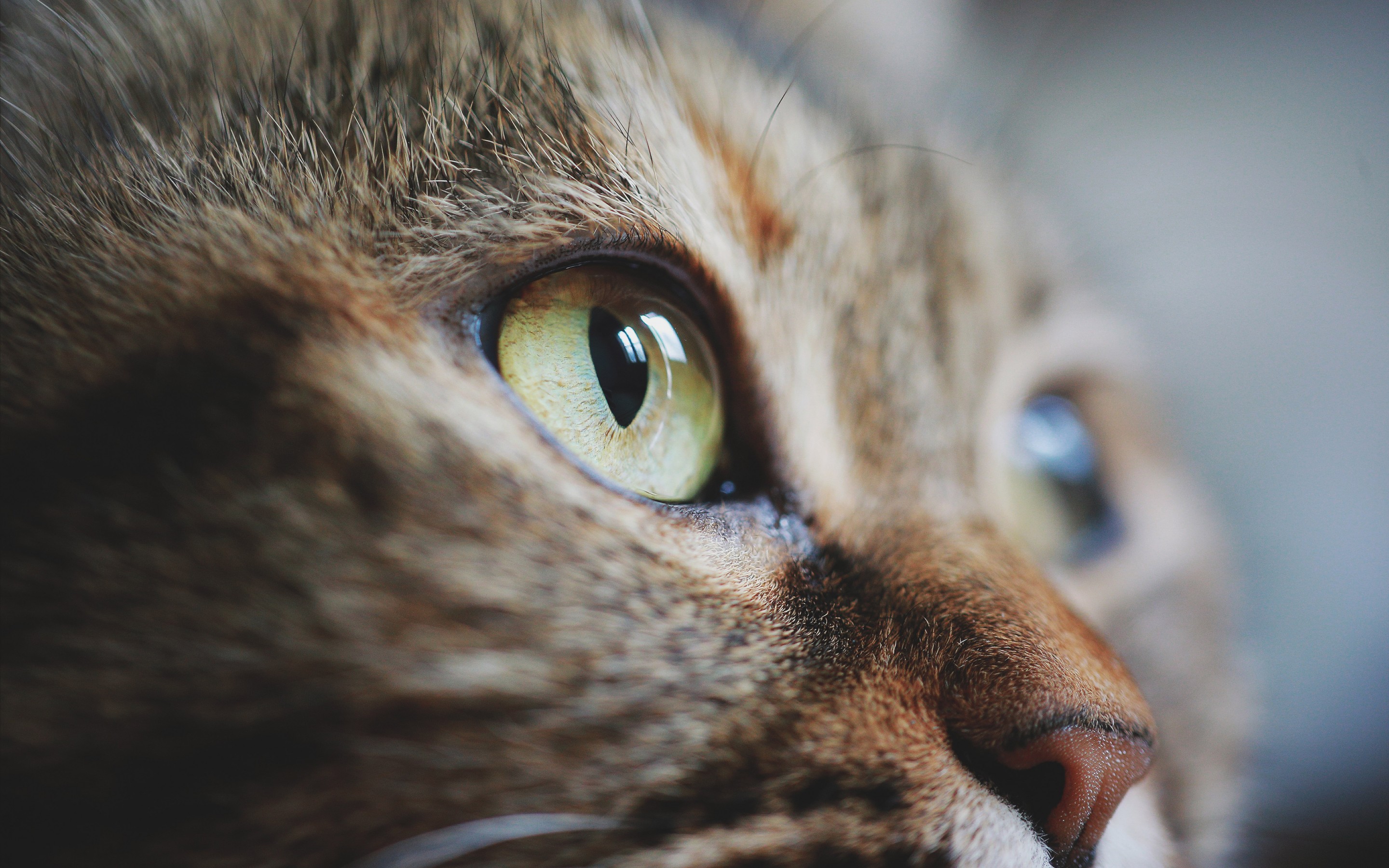 Cat Face Eye Macro Wallpaper - 2880x1800 Resolution