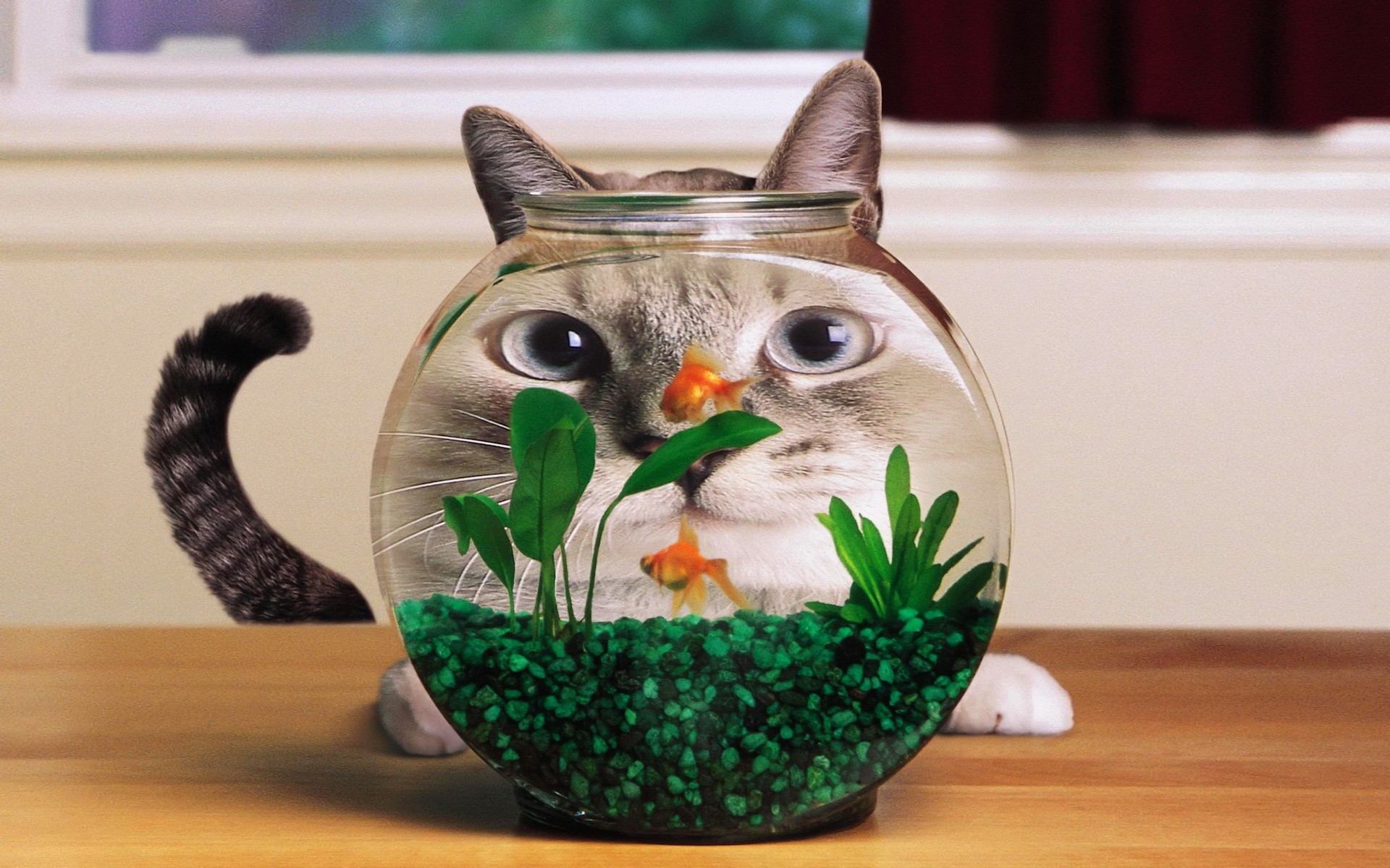 Aquarium Cat Funny Face Distortion Wallpaper - 1920x1200