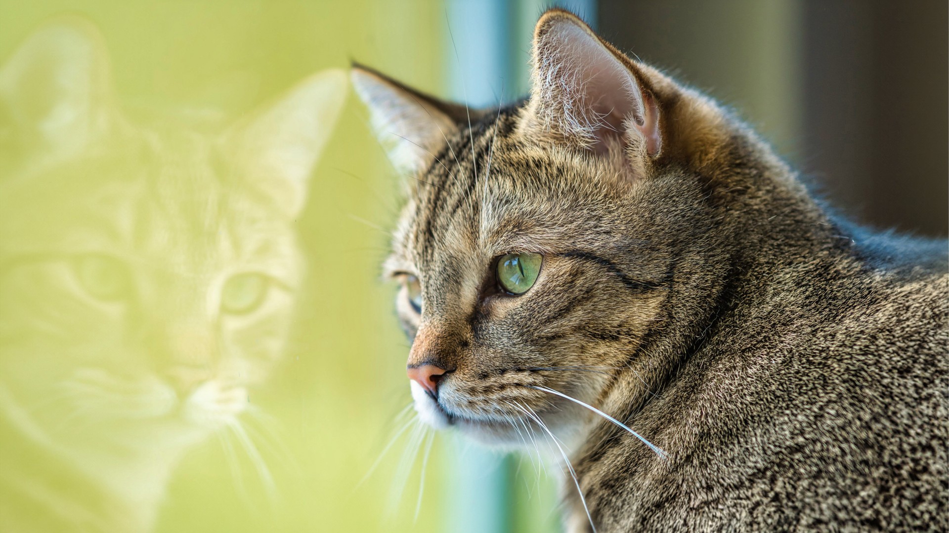 Shorthair Cat Window Reflection Wallpaper - 1920x1080