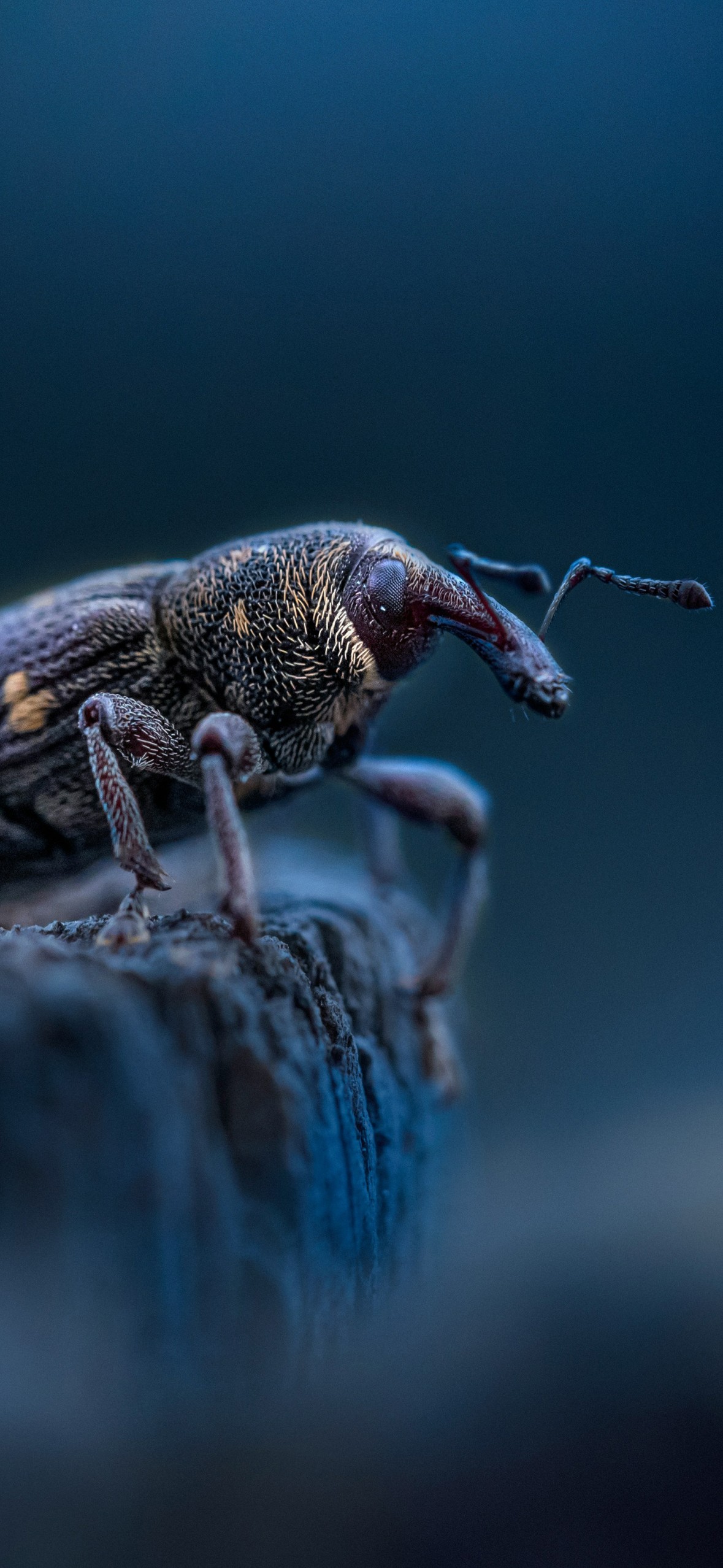 Macro Beetle Hylobius Abietis Wallpaper - 1179x2556 Resolution