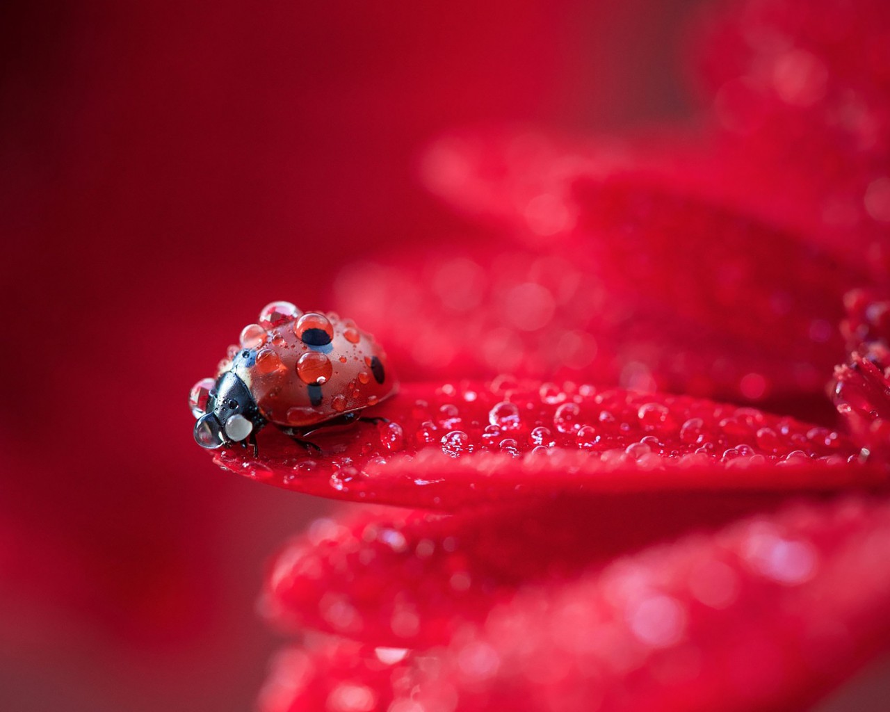 Ladybug Red Plant Water Drops Wallpaper - 1280x1024 Resolution