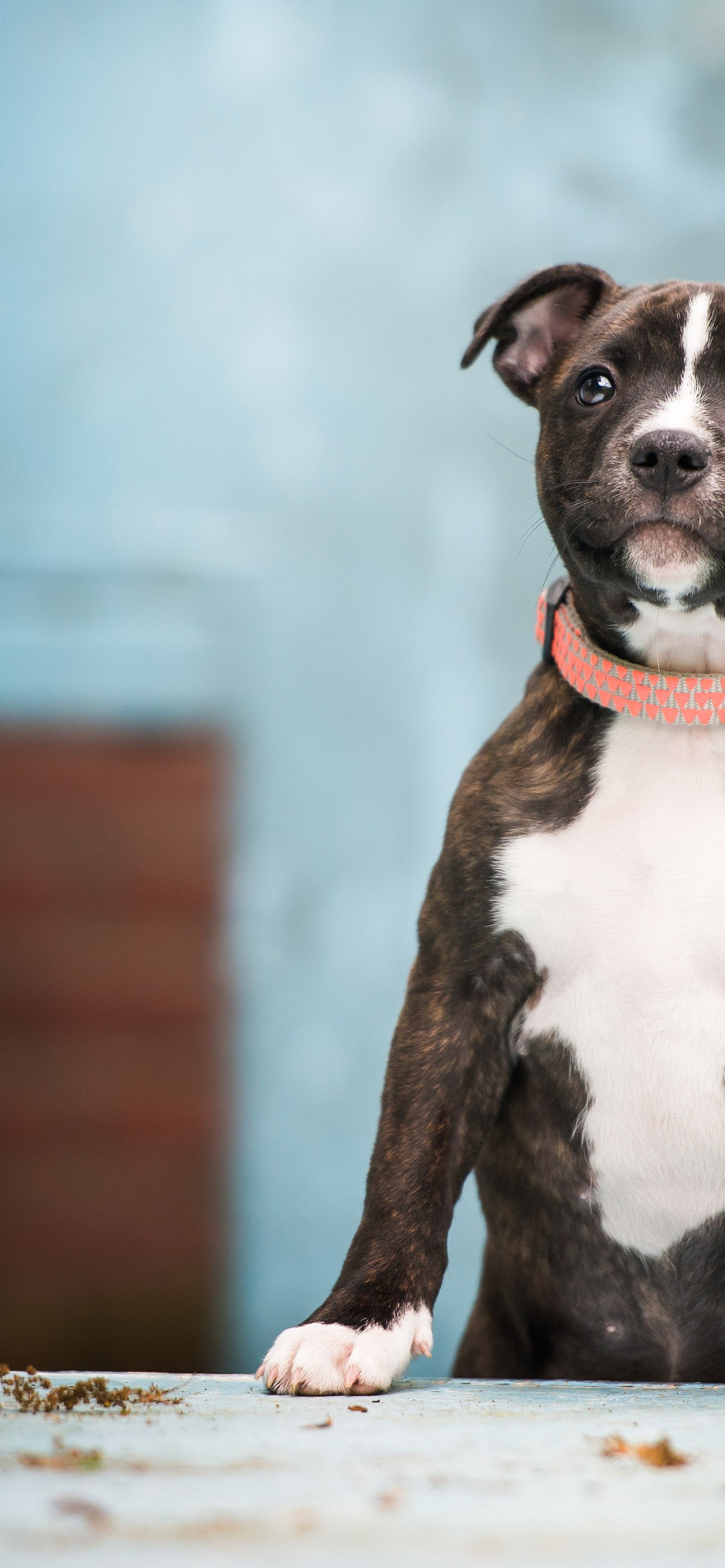 Cute Dog Standing Wallpaper - 1284x2778