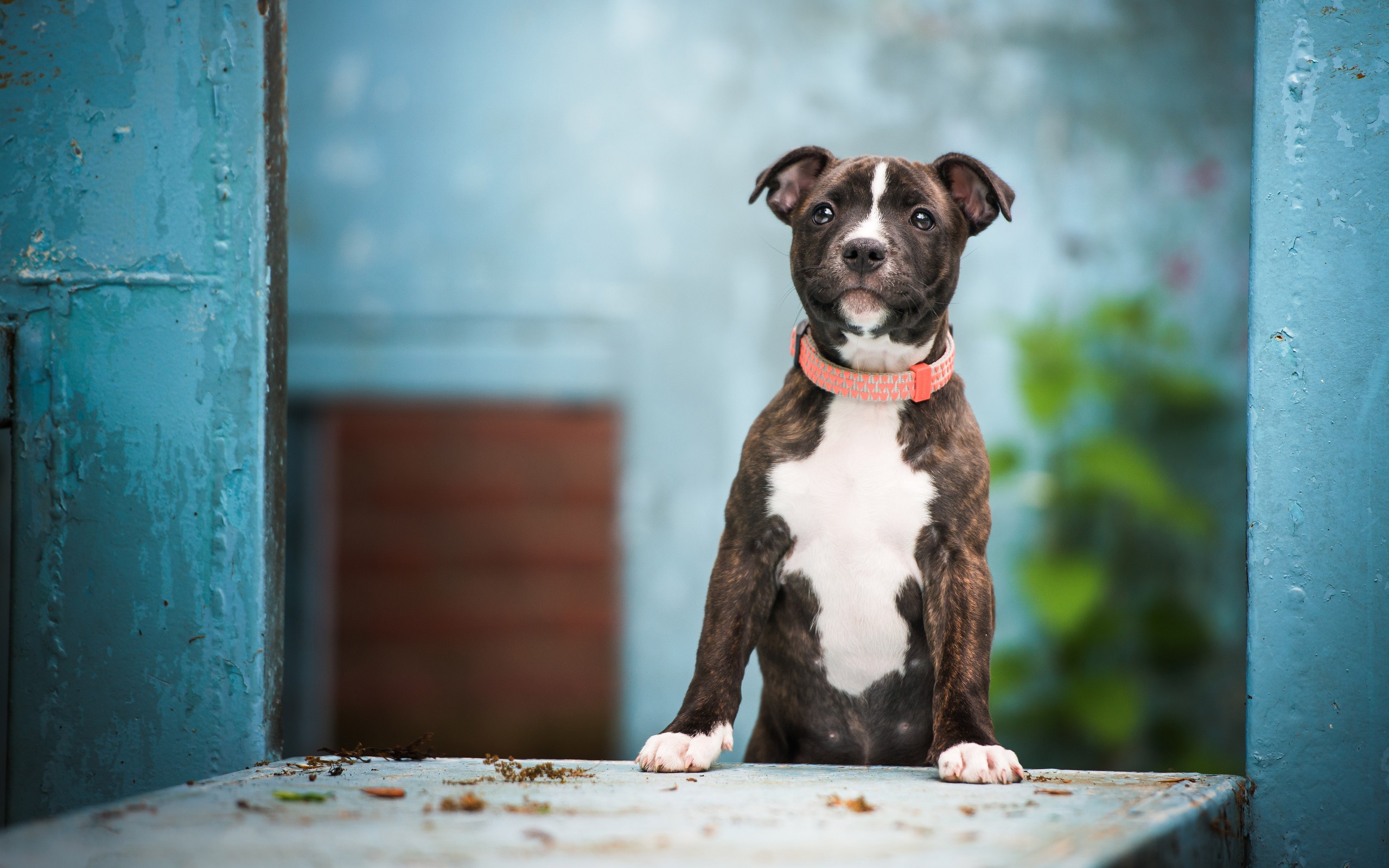 Cute Dog Standing Wallpaper - 2560x1600