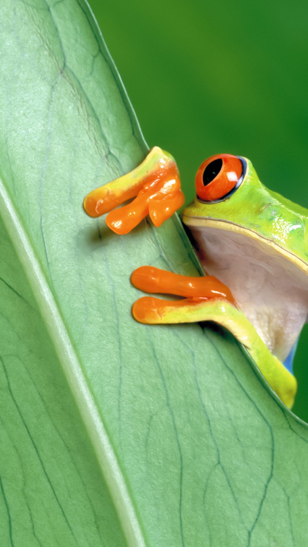 Red Eyed Green Tree Frog Wallpaper - 1080x1920