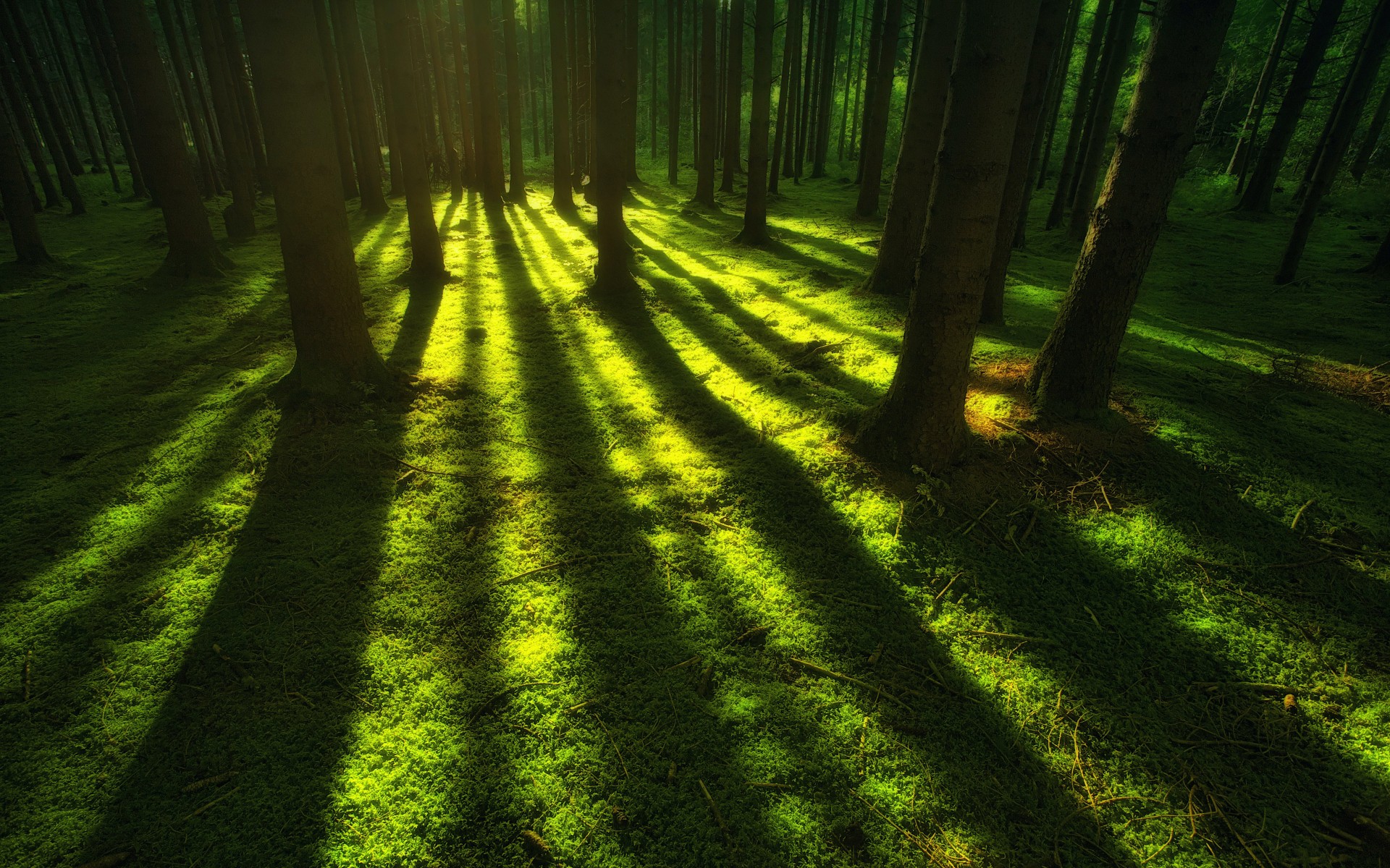 Nature Green Forest Trees Shadow Wallpaper - 1920x1200