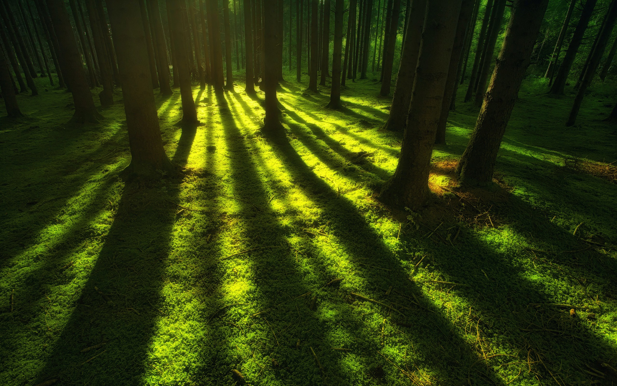 Nature Green Forest Trees Shadow Wallpaper - 2560x1600 Resolution