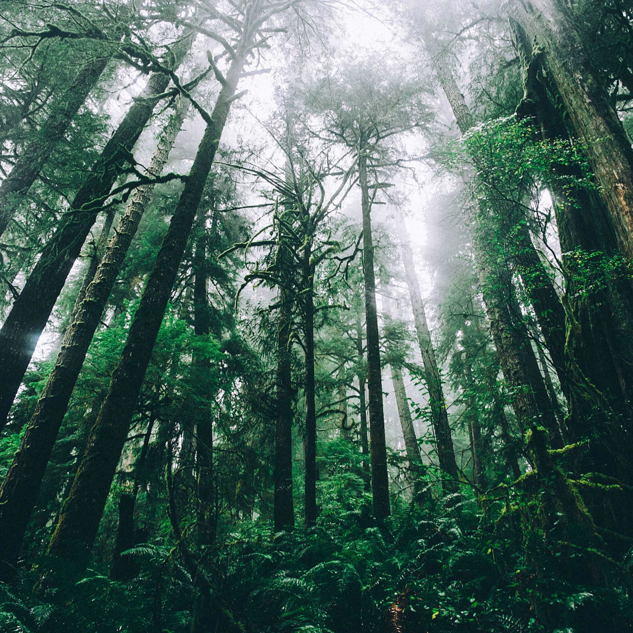 1280x1280 Portland Trees Green Forest Wallpaper