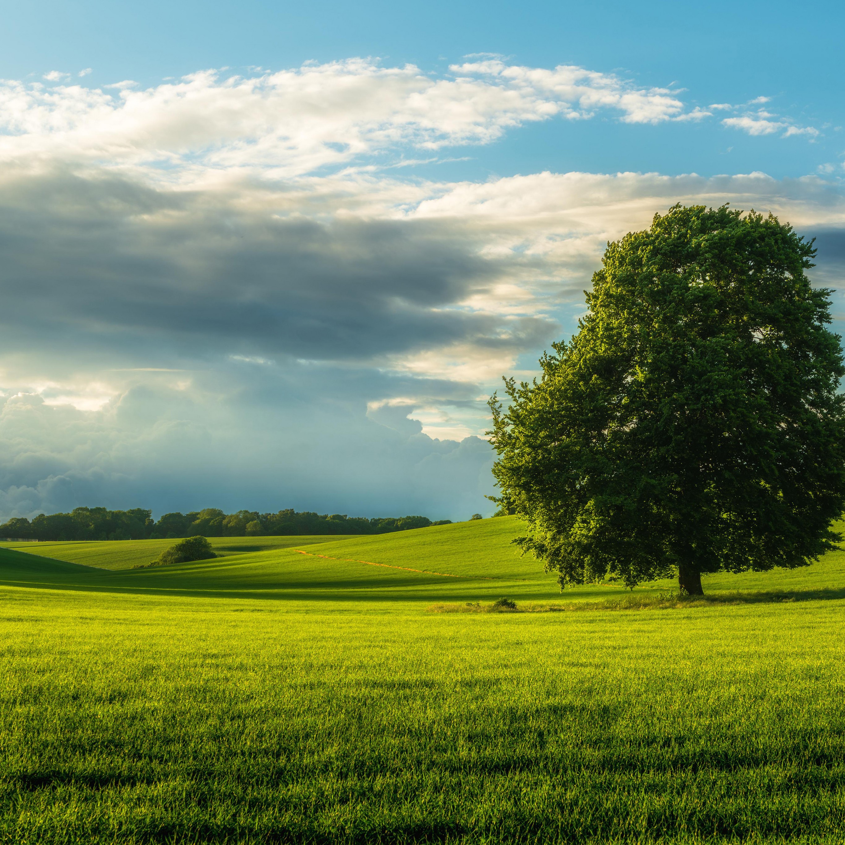 2732x2732 Stormy Spring Nature Landscape Tree Wallpaper