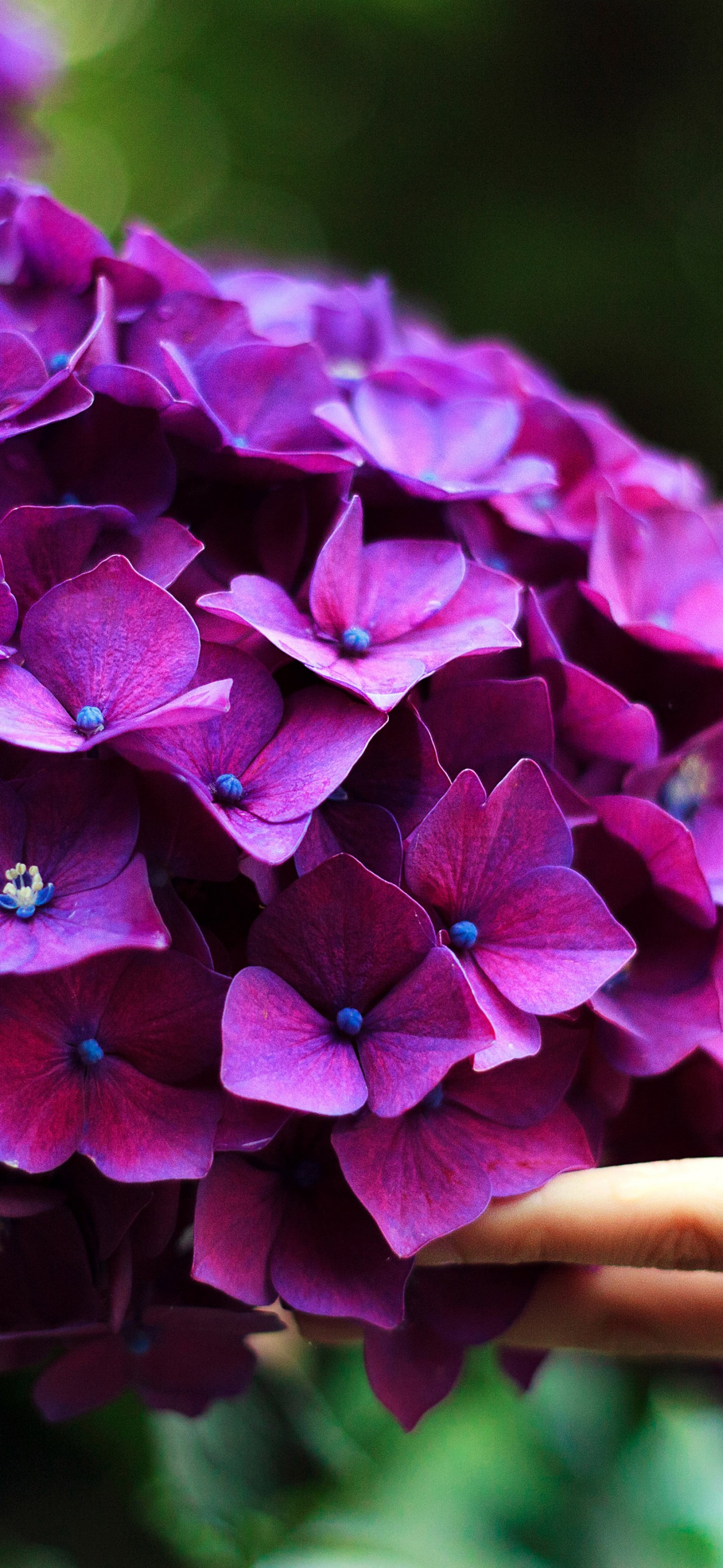 Touching Purple Hydrangea Wallpaper - 1290x2796