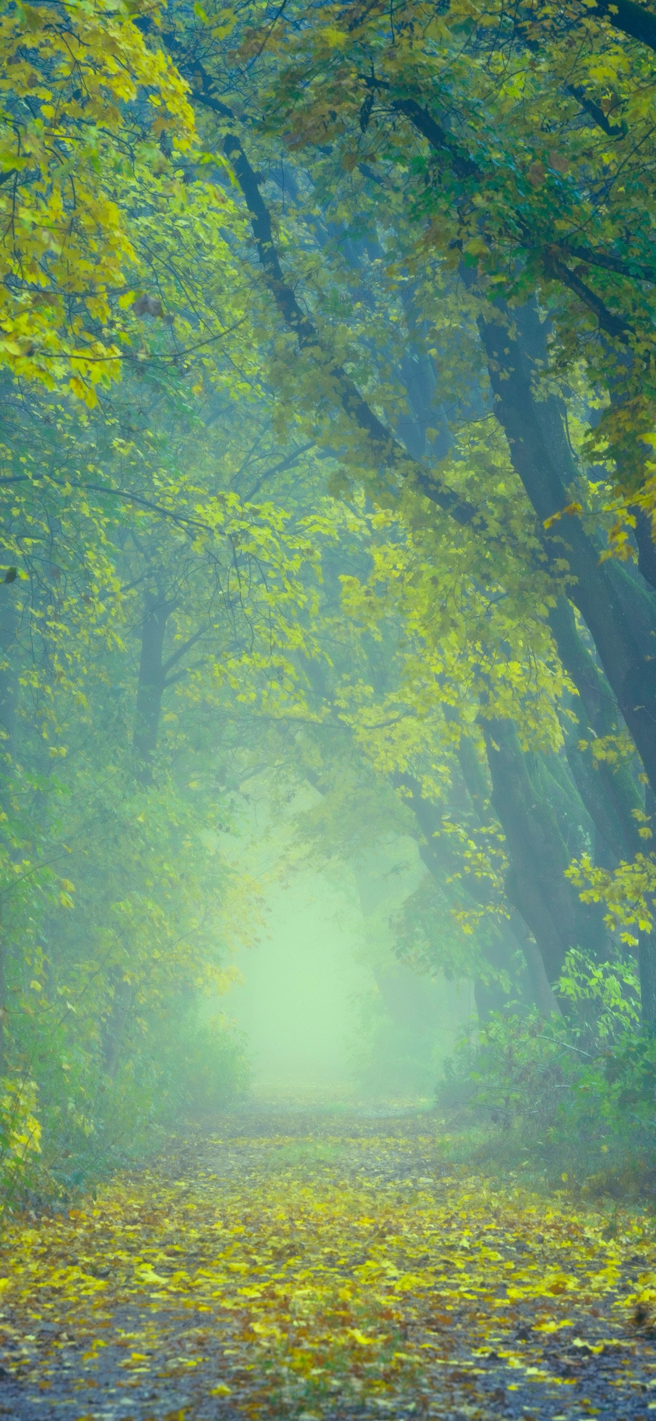 Spring Forest Path Green Leaves Wallpaper - 1290x2796 Resolution