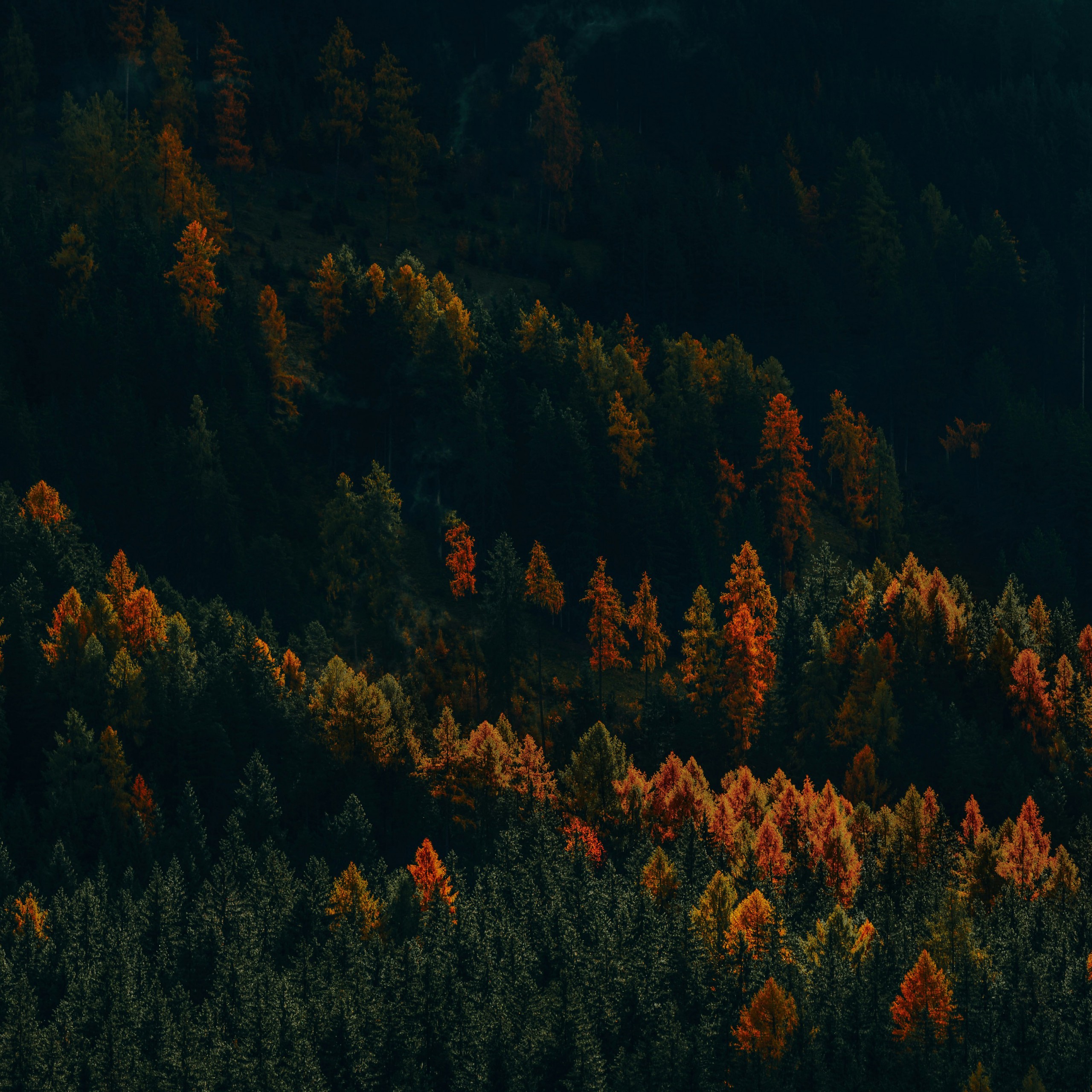 Nature Landscape Forest Pine Trees Wallpaper - 2560x2560