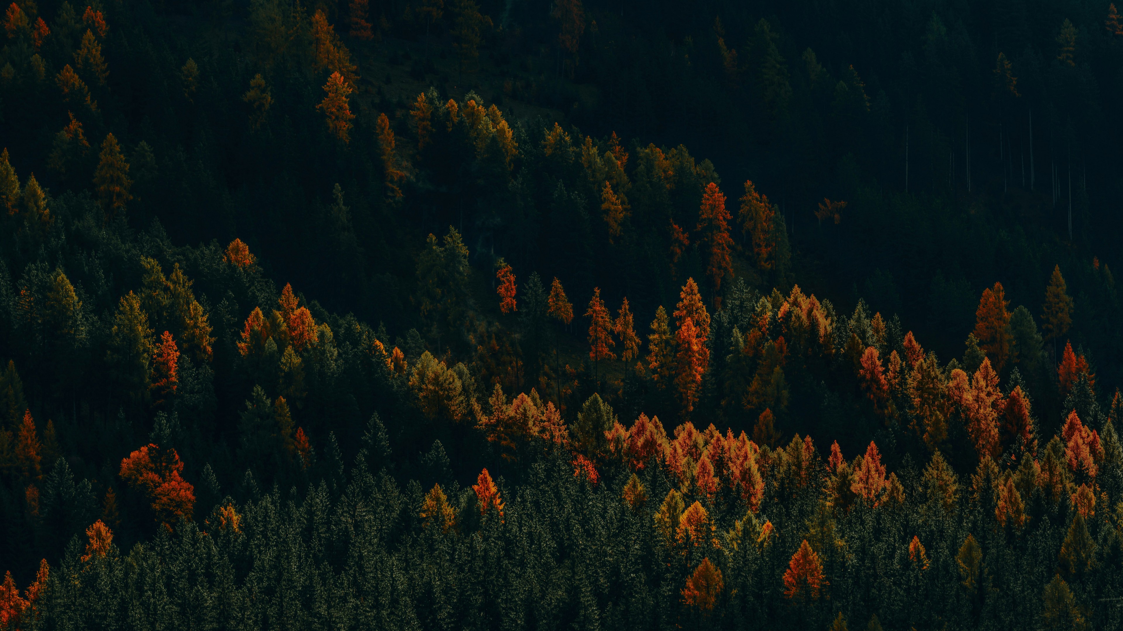 3840x2160 Nature Landscape Forest Pine Trees Wallpaper