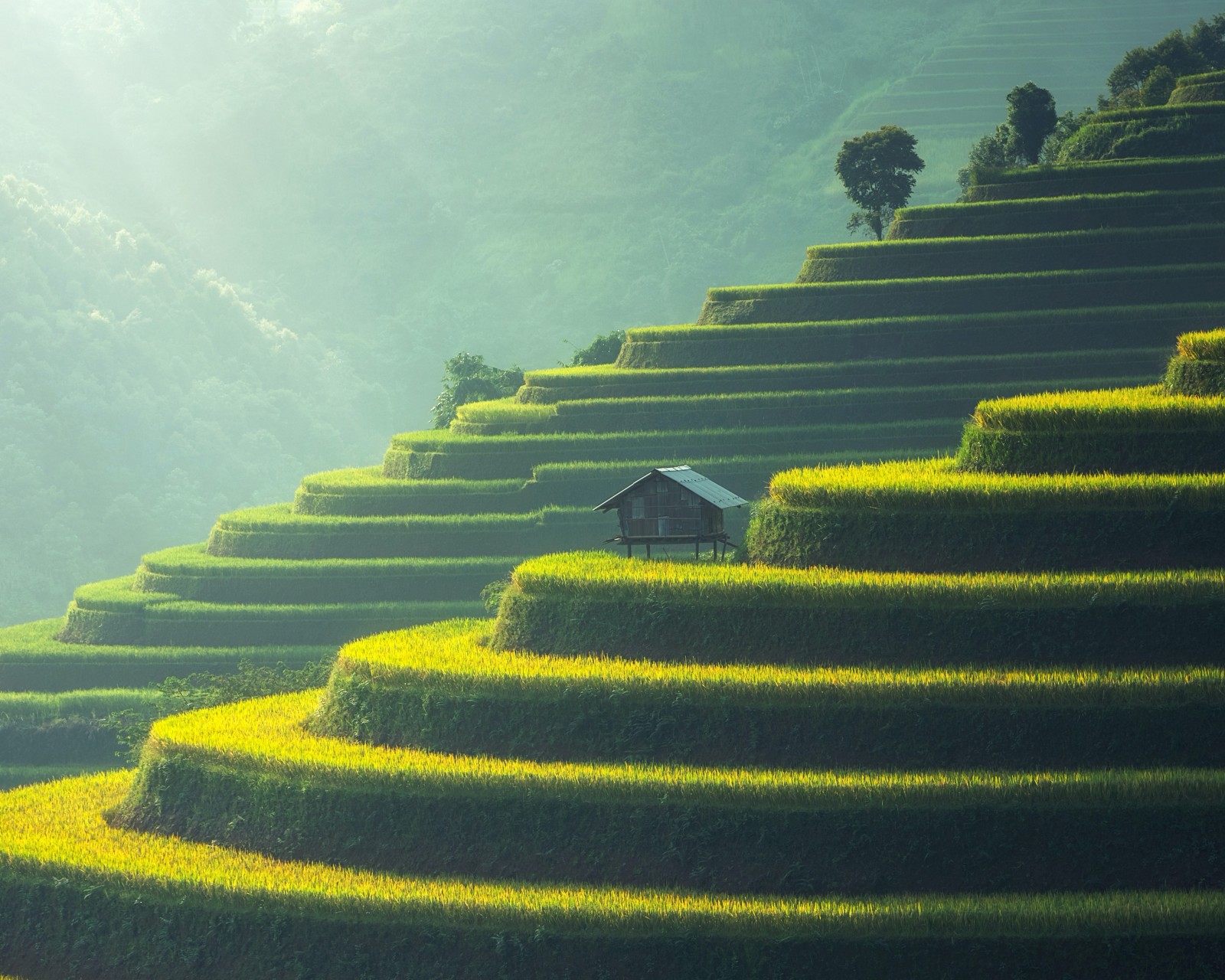 Asia House Rice Fields Landscape Wallpaper - 1600x1280 Resolution