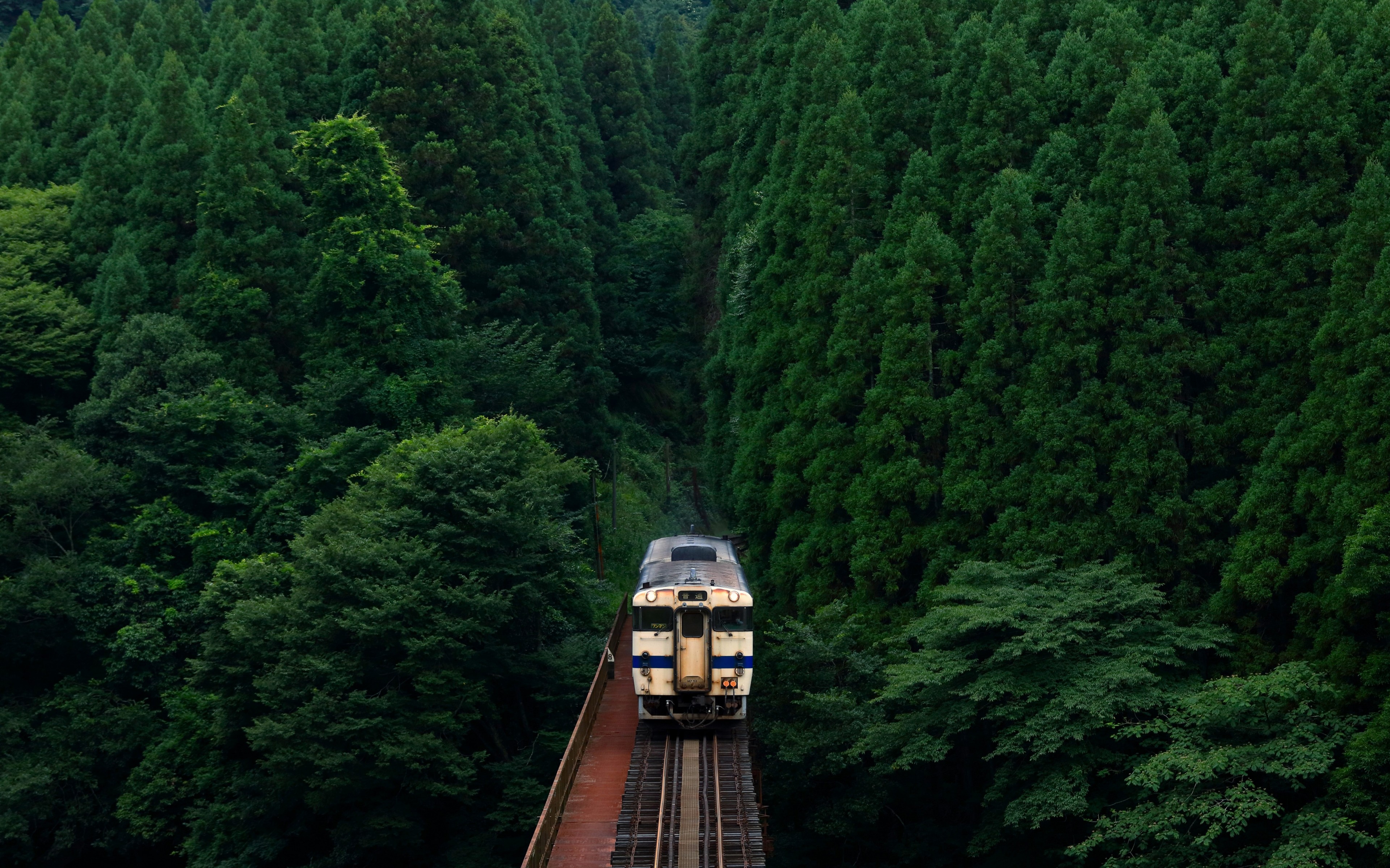 Japan Train Rail Bridge Dense Forest Wallpaper - 3840x2400 Resolution